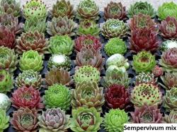 Sempervivum mix - 100 semenki