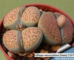 Lithops verruculosa /Inae C157/ - 20 semenki