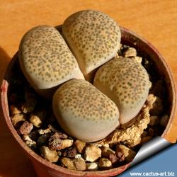 Lithops terricolor /C134/ - 20 semenki