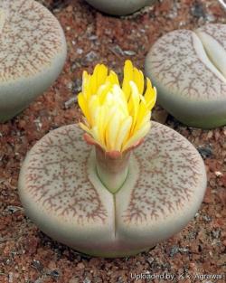 Lithops pseudotruncatella - 20 semenki