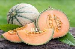 Cantaloupe Dinja- Neverovatno jake arome i prijatnog ukusa 100%...