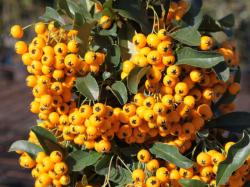 VATRENI TRN -Pyracantha coccinea- SEME