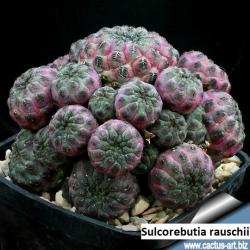 Sulcorebutia rauschii - 10 semenki