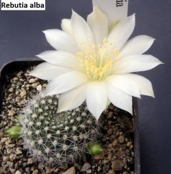 Rebutia alba - 10 semenki