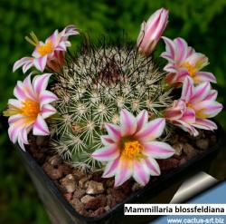 Mammillaria blossfeldiana - 10 semenki