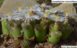 Conophytum concordans - 10 semenki