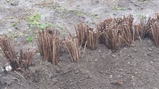 sadnice maline stari vilamet , fertodi