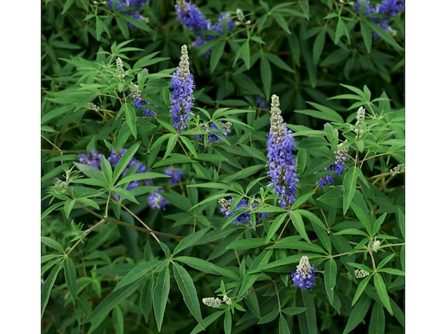 Konopljika plava - Vitex agnus