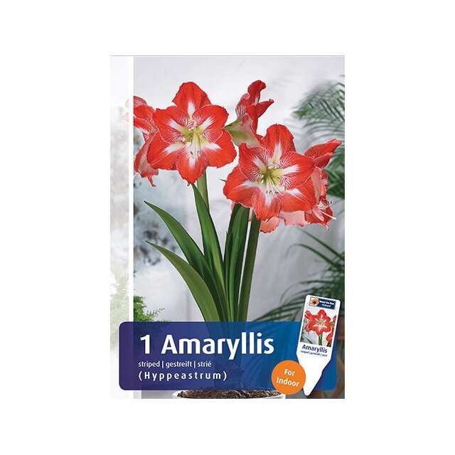 Cvetna lukovica Amaryllis Hippeastrum Striped 1/1