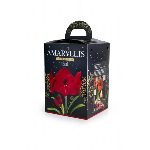 Cvetna lukovica Amaryllis Red BOX 1/1