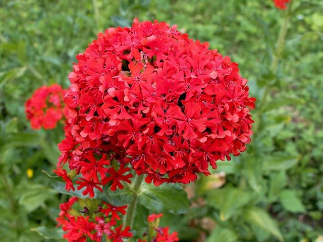 Malteški krst (Silene chalcedonica)