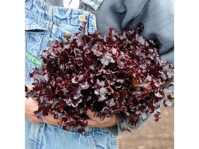 Salata `Red Salad Bowl` (Lactuca sativa)