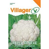 Povrće - seme - Karfiol snežna grudva 5 kesica Villager 023339