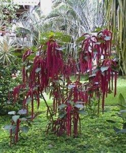 Amaranthus caudatus L,Bordo(200+ sem)-Vrlo Dekorativna biljka...
