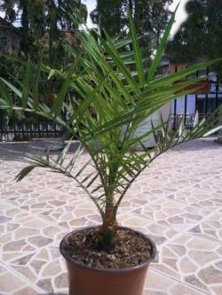 Palma Urme-Veoma lepa sobna biljka..