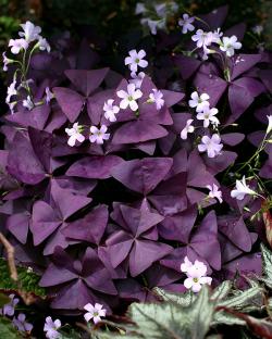 Oxalis purple-ljubicasta detelina