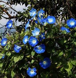 Ipomoea purpurea - Ladolez svetlo plavi (seme)