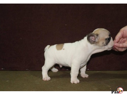 Francuski buldog