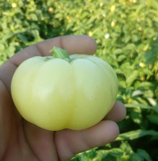 Paprika “ Beli Kalvil “ najbolja za turšiju i puljene