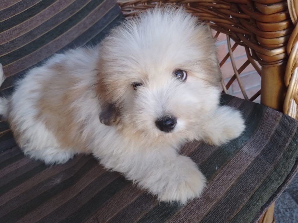 Coton de tulear, Tulearski pas štenci