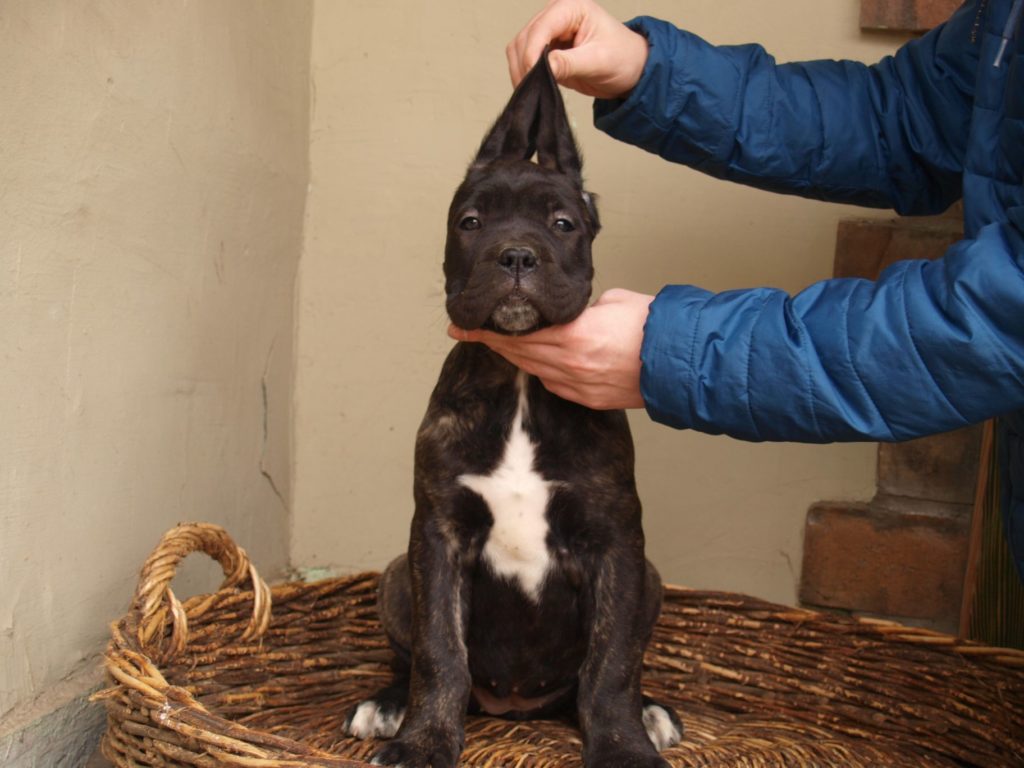 Kane Korso Cane Corso POVOLJNO