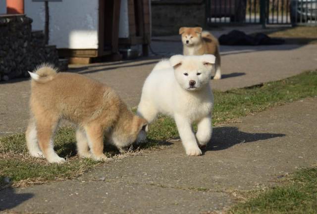 Akita inu, štenci