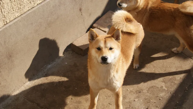 Shiba inu stenci