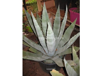 Aloe vera biljka