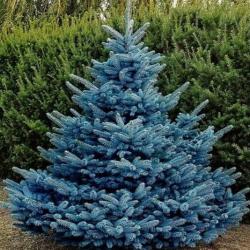 Picea Pungens (25 semenki) Colorado blue