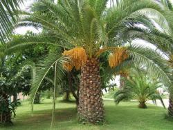 Phoenix Dactylifera (10 semenki) Date Palm