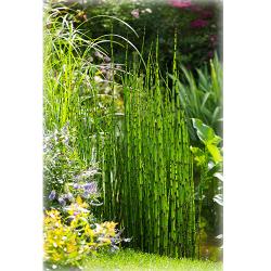 CLANKOVITA TRAVA- bambus-Equisetum japonicum-VECA