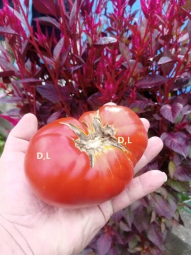 Crveni Bugarski paradajz-Veoma krupan,za ljubitelje blagog ukusa…