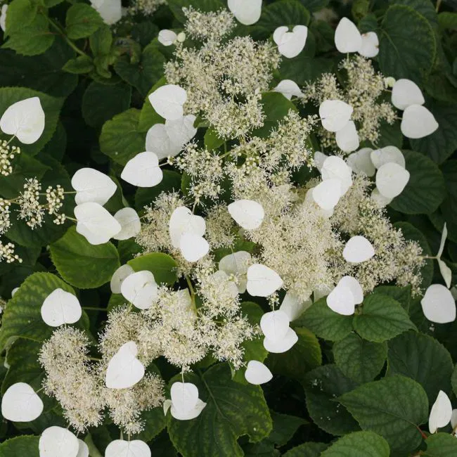 Schizophragma hydrangeoides var. concolor 'Moonlight' • C 2 L • 40-50 cm