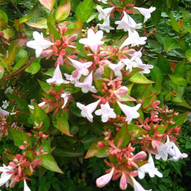 Abelia x grandiflora