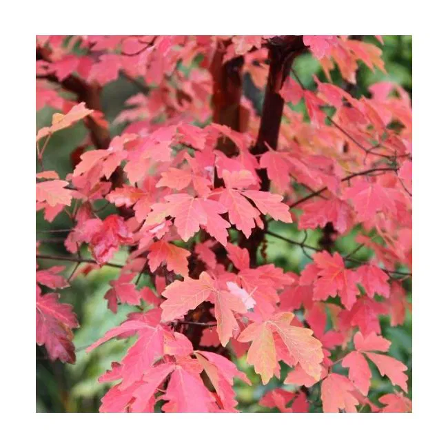 Acer griseum