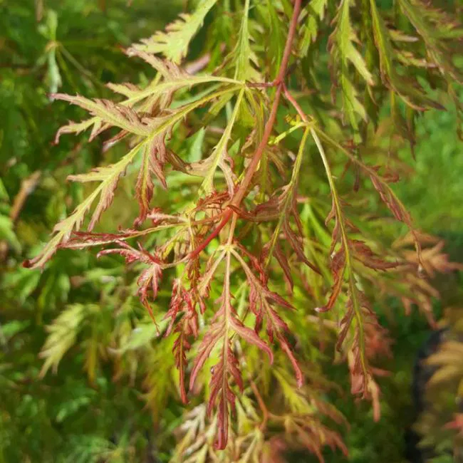 Acer pseud. Ice Dragon Jack Frost