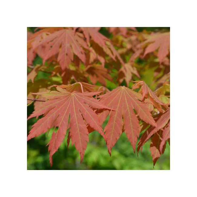 Acer pseud. 'North Wind' ® Jack Frost • C 15 l • 100/125 cm