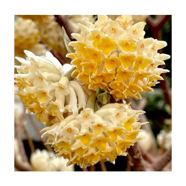 Edgeworthia chrysantha' • C 7,5 L • 40/50 cm