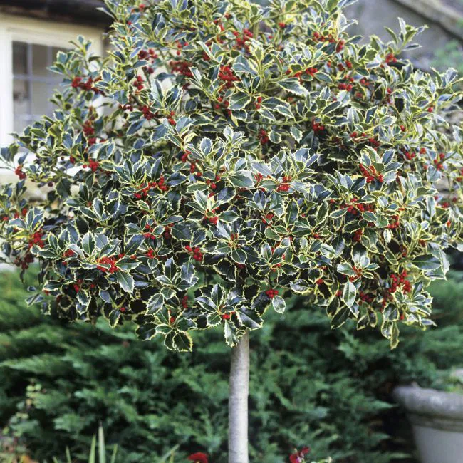 Ilex aquifolium 'Silver Van Tol' • C7,5 L • Kalem 60 cm