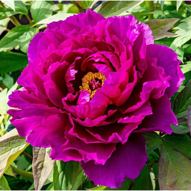 Paeonia suffruticosa 'Wu Long Peng Sheng' • P11 • 15/20 cm