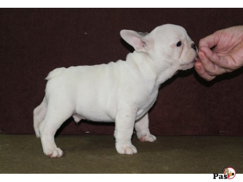 Francuski buldog