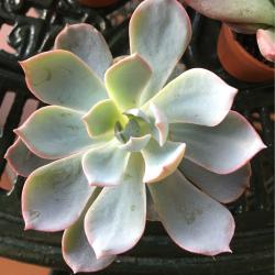 Echeveria desmetiana