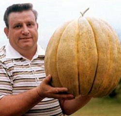 Džinovska dinja - North Carolina Cantaloupe (10 semenki) težina do 15 kg.