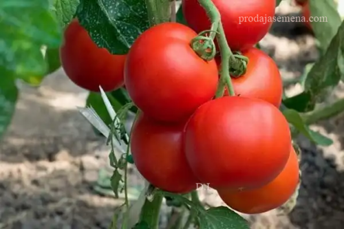 Seme,Niskorastuca Sorta Domaceg paradajza(sa malo semena)- 170-190gr..