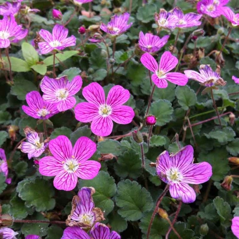 Erodium variabile Bishop’s Form