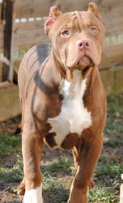 American bully xl