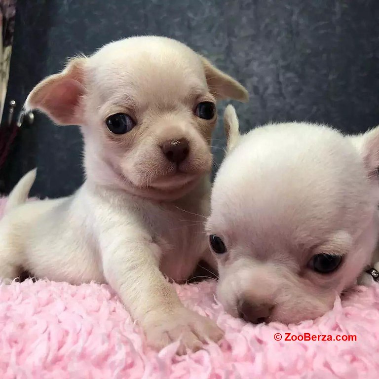 Prodaju se prekrasni štenci Chihuahua