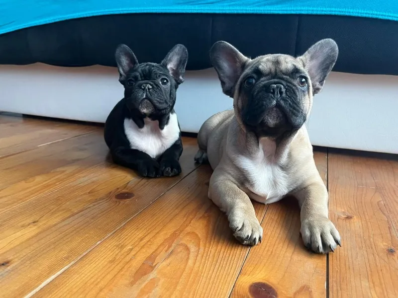 Francuski buldog štenci