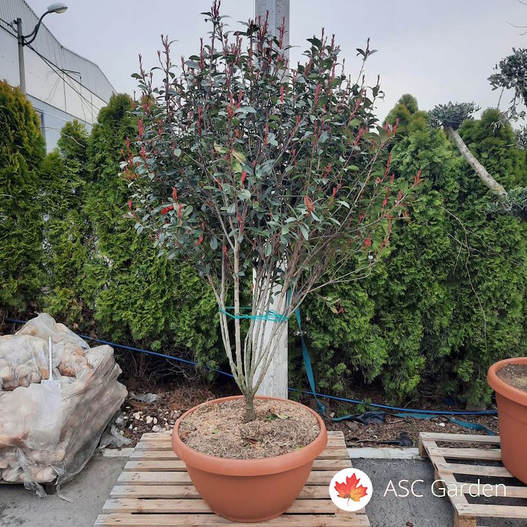 Photinia multi steam 140 cm