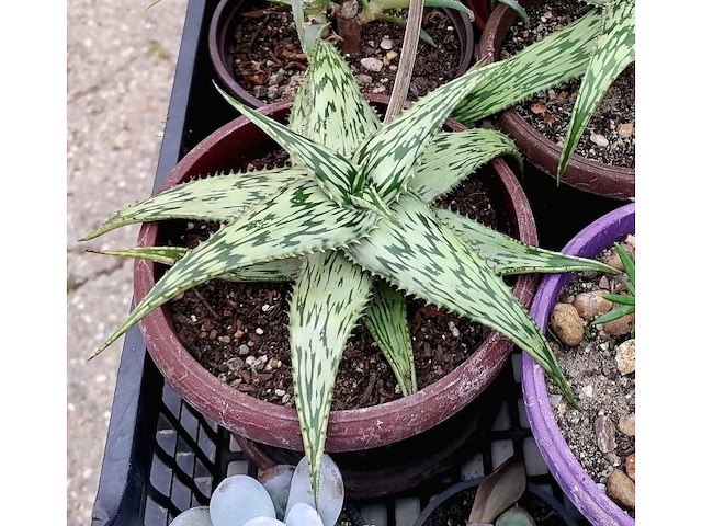 Sukulent - Aloe somaliensis